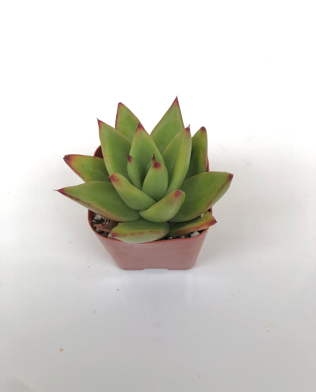 2 Inch Potted Red Lipstick - Etsy