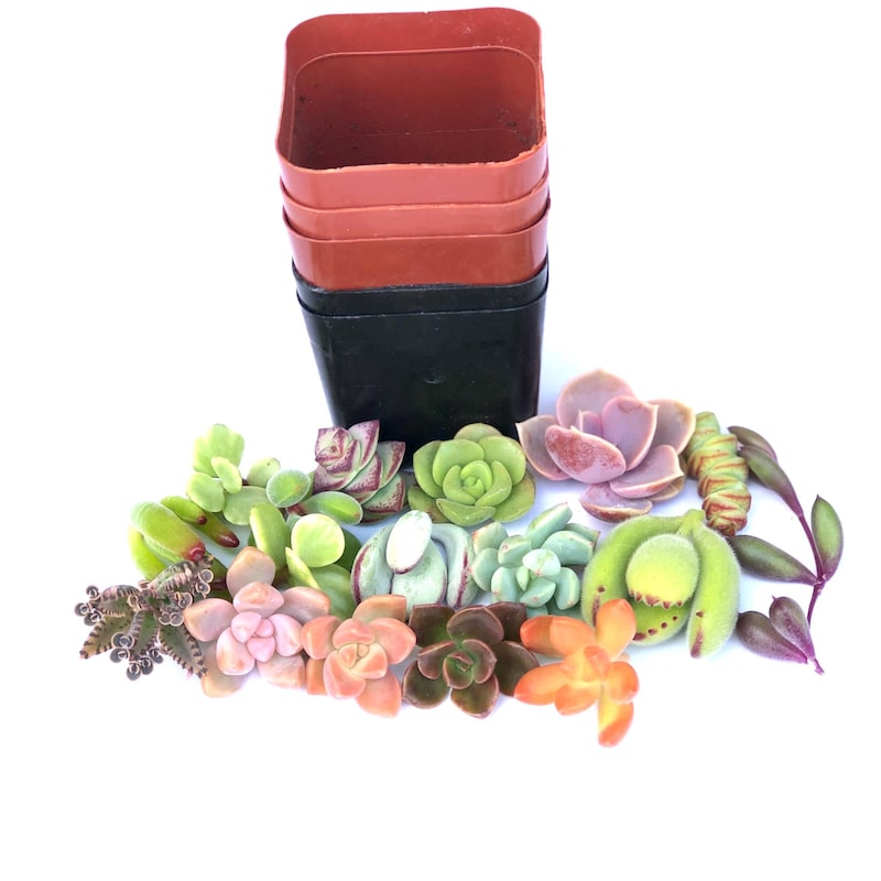 Cluster Succulent Cutting - Etsy