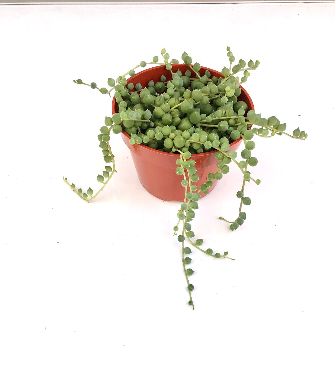 Potted Plant 4 Inch String of Pearls - Etsy