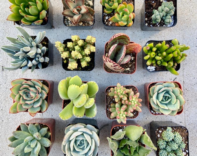 Contemporary Live Succulent Arrangement in Smooth Cement Boat ...