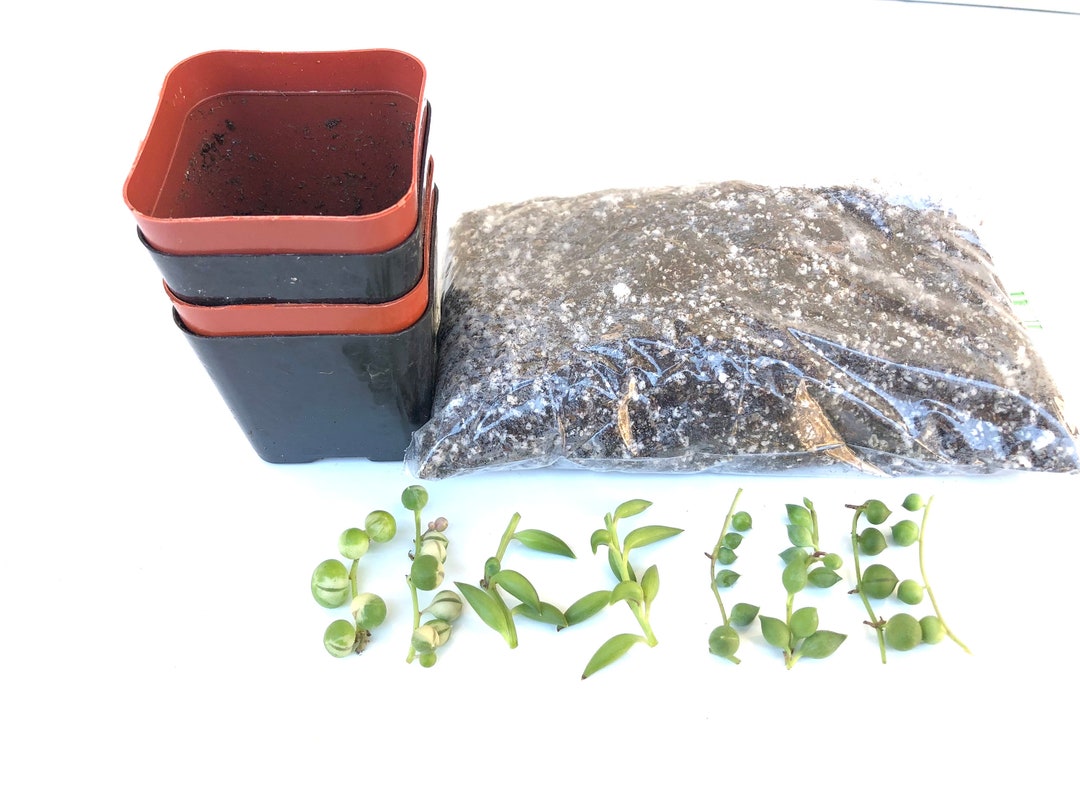 Small Plant Cutting DIY- Succulent Leaf Propagation Kit - String of ...