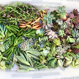 20-25 Unique Succulent Cuttings: Fresh Variety Pack - Etsy