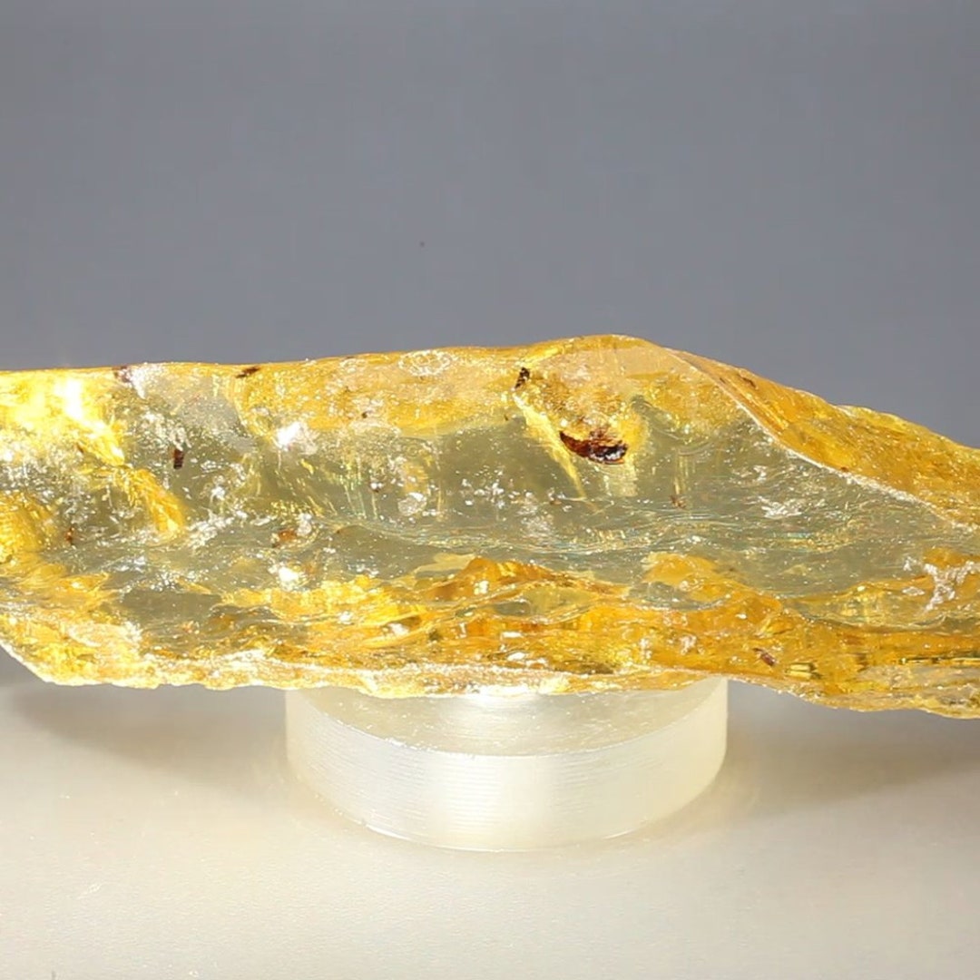 Insect in Copal amber Specimen 113mm FIA158 - Etsy