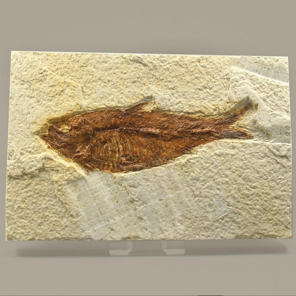 Fossil Fish Plate Knightia 15x10cm FFP050 - Etsy