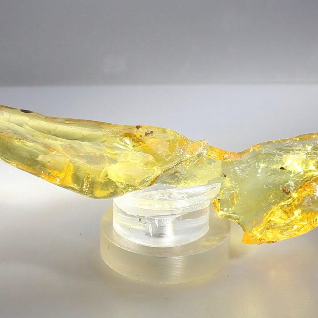 Insect in Copal (amber) Specimen ~130mm | FIA166 - Etsy