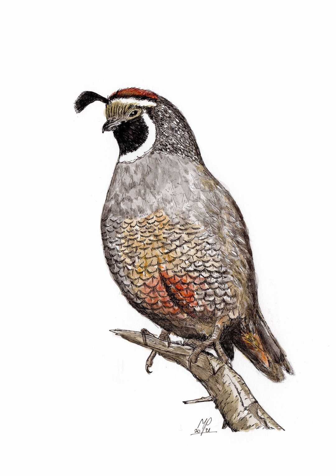 California Quail (ink and Watercolour) - Art Print - Etsy