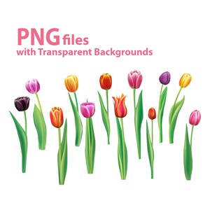 Tulips Floral Clipart, Spring Tulip Flower PNG, Floral Clip Art, EPS - Etsy