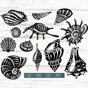 Shell Clipart, PNG Bundle, Vector File, Svg, Png, Eps, Shell Digital ...