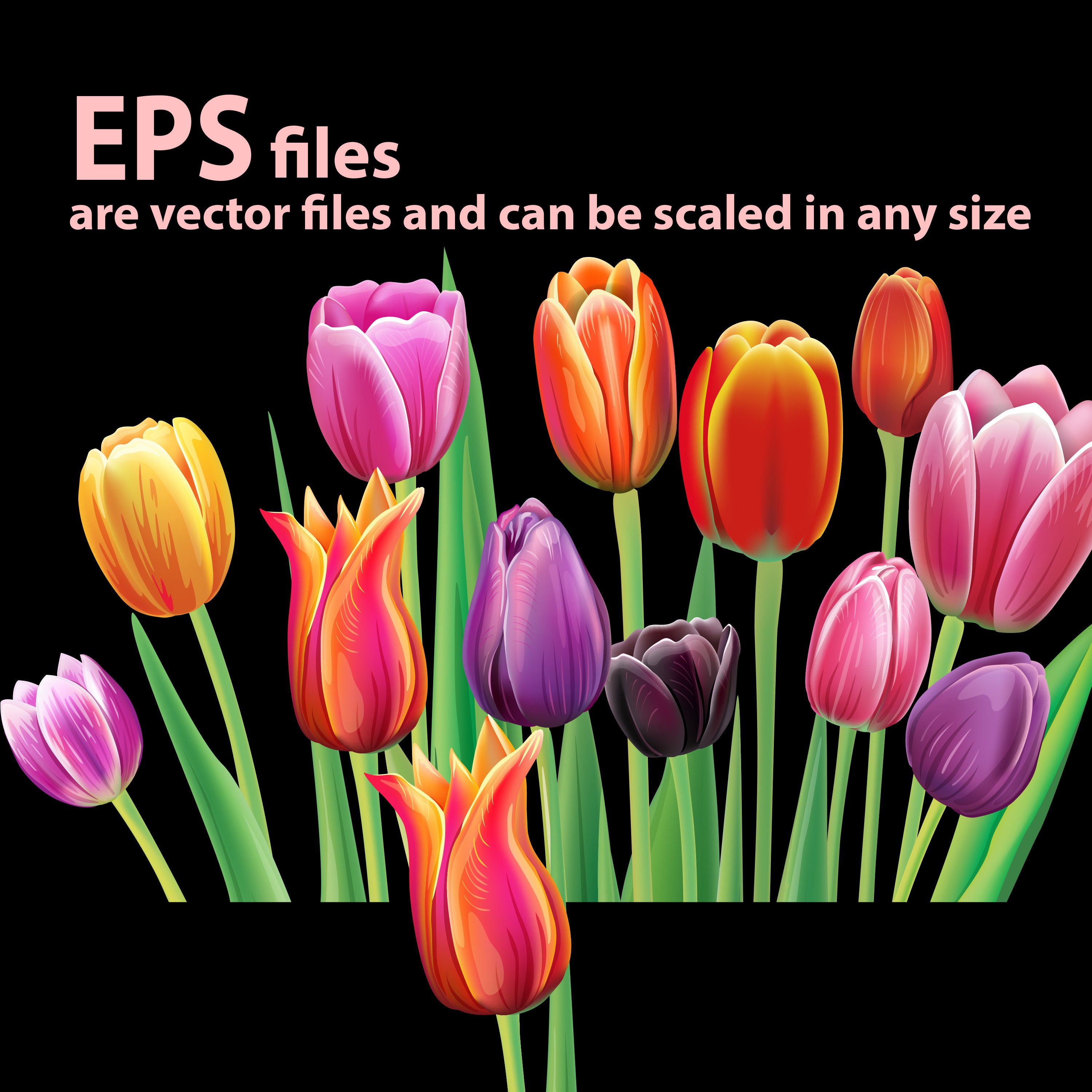 Tulips Floral Clipart, Spring Tulip Flower PNG, Floral Clip Art, EPS - Etsy