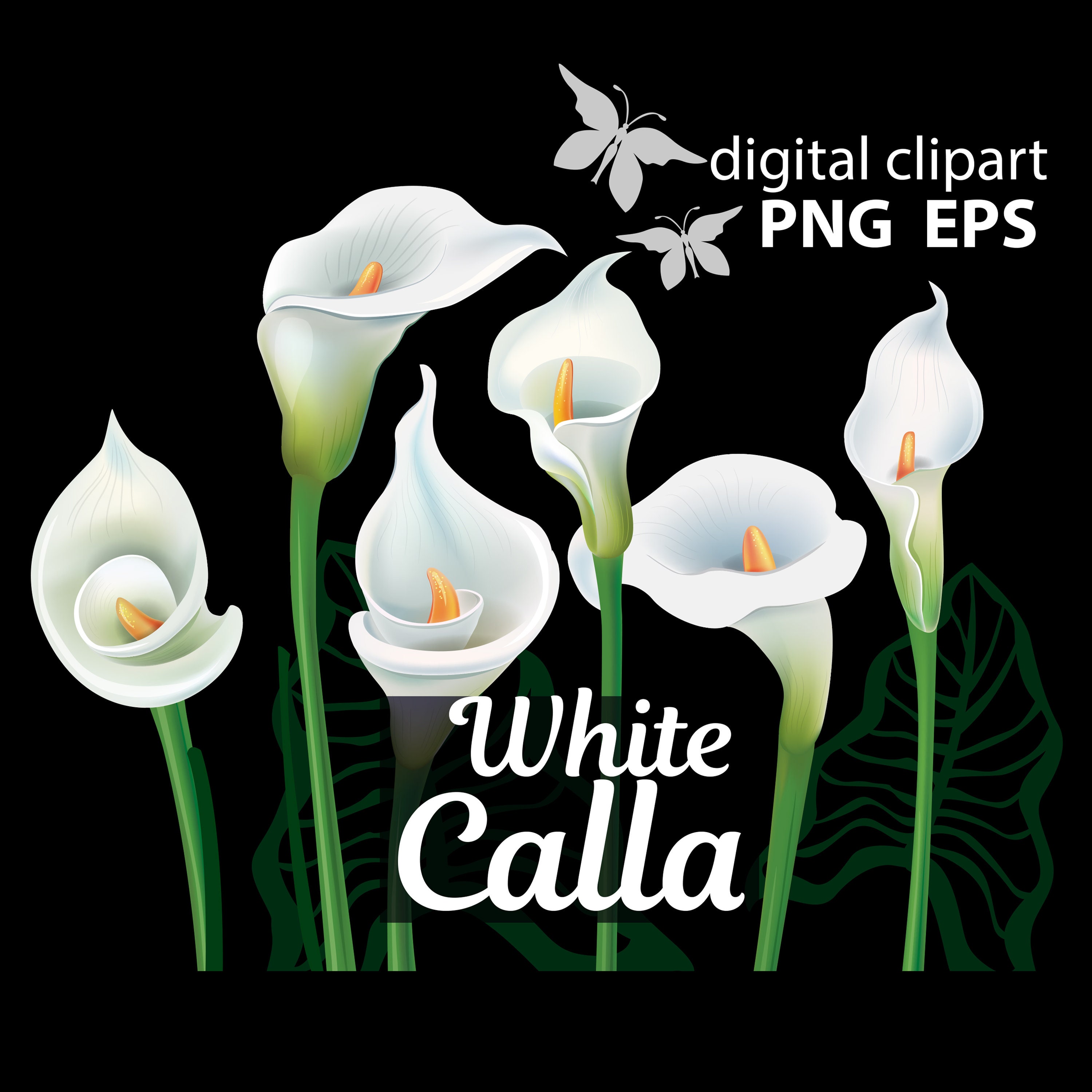 White Calla Flowers, Floral Clip Art, PNG, EPS - Etsy