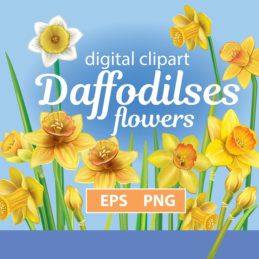 Daffodilses Floral Clipart, Spring Daffodilses Flower PNG, Floral Clip ...