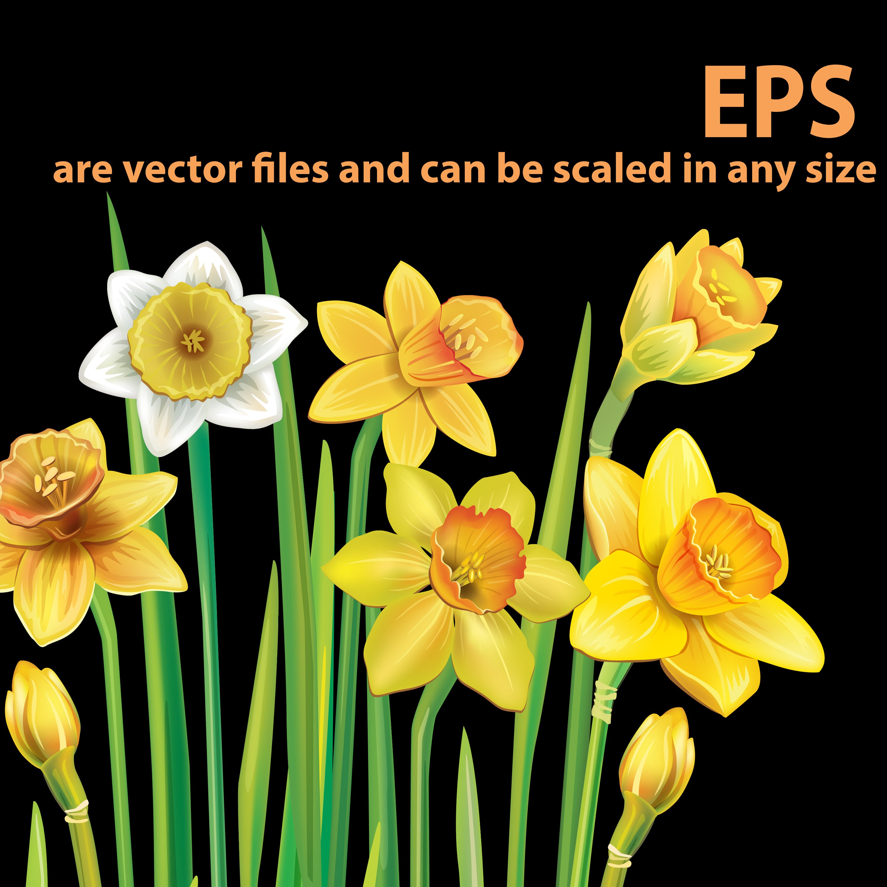 Daffodilses Floral Clipart, Spring Daffodilses Flower PNG, Floral Clip ...