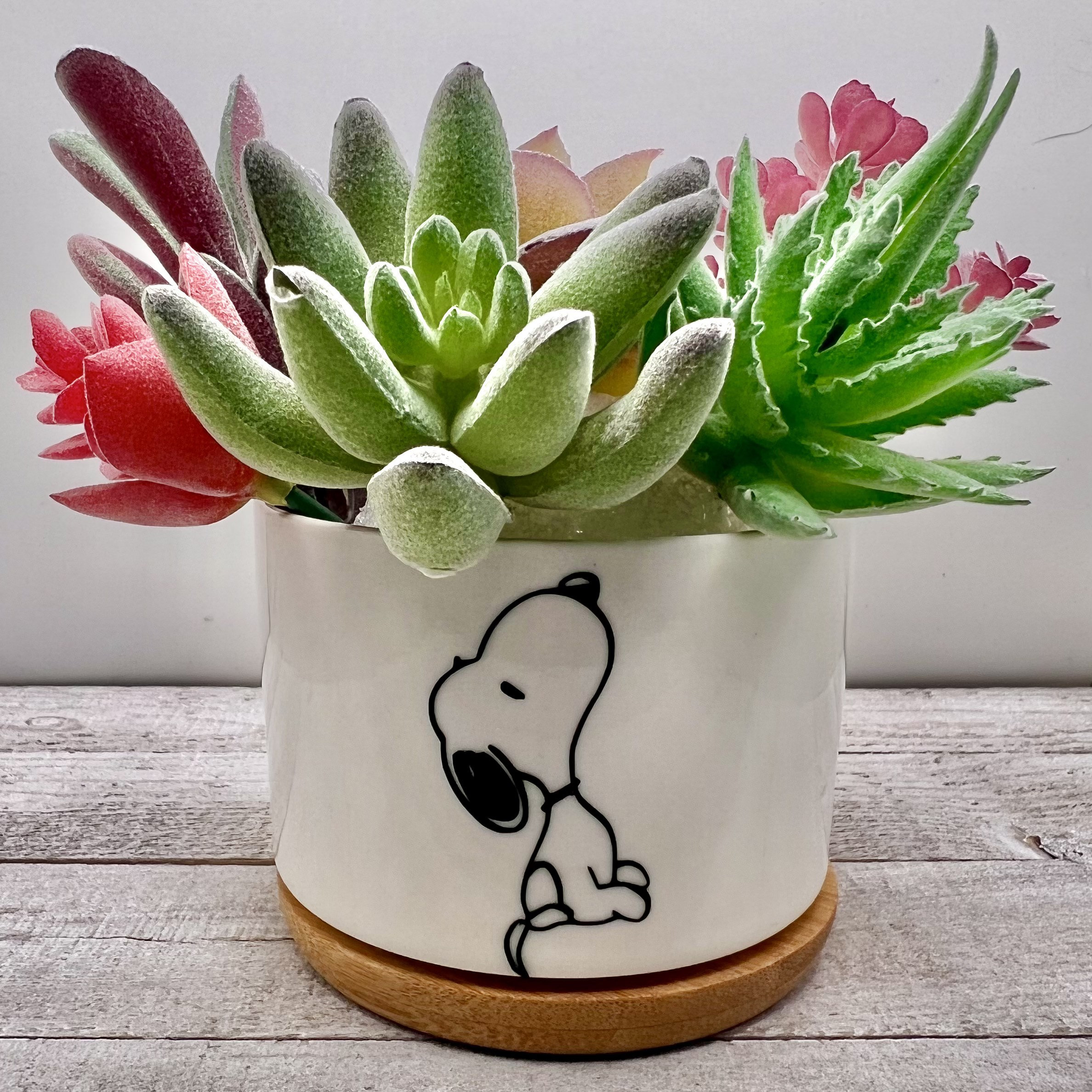 Snoop Inspired / Ceramic Succulent Flower Planter Pots - 3 OPTIONS - 3. ...