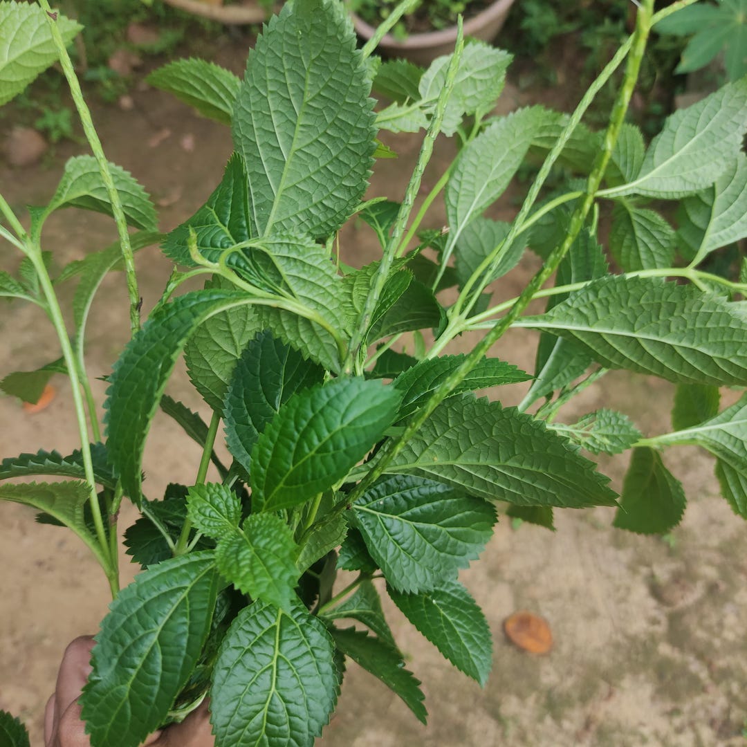 Jamaican Vervain Dried Herb Leaves, Whole Herb - Etsy