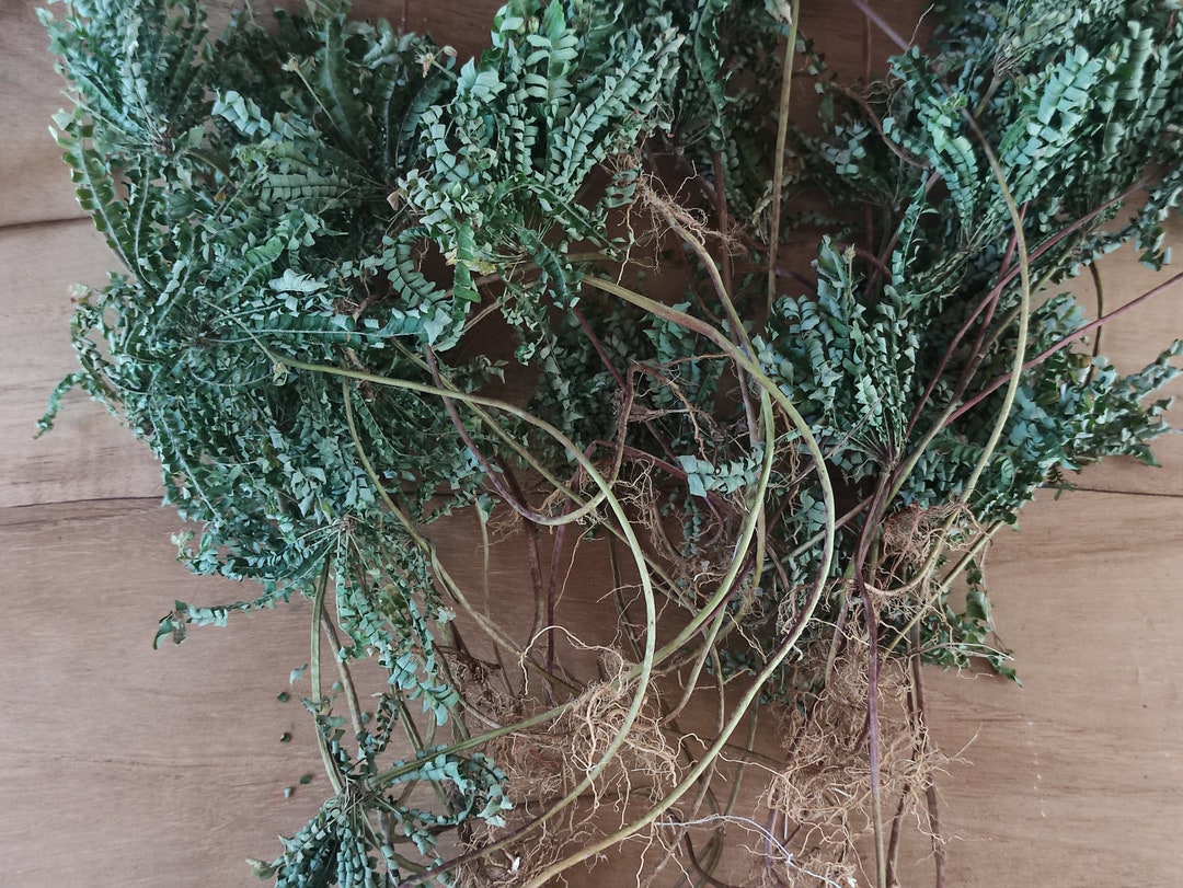 Dried Little Tree Plant, Biophytum Sensitivum, Biophytum Reinwardtii - Etsy