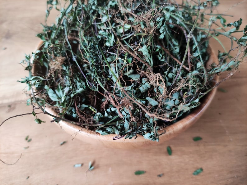 Chanca Piedra, Stone Breaker Phylanthus Niruri Freshly Dried Whole ...