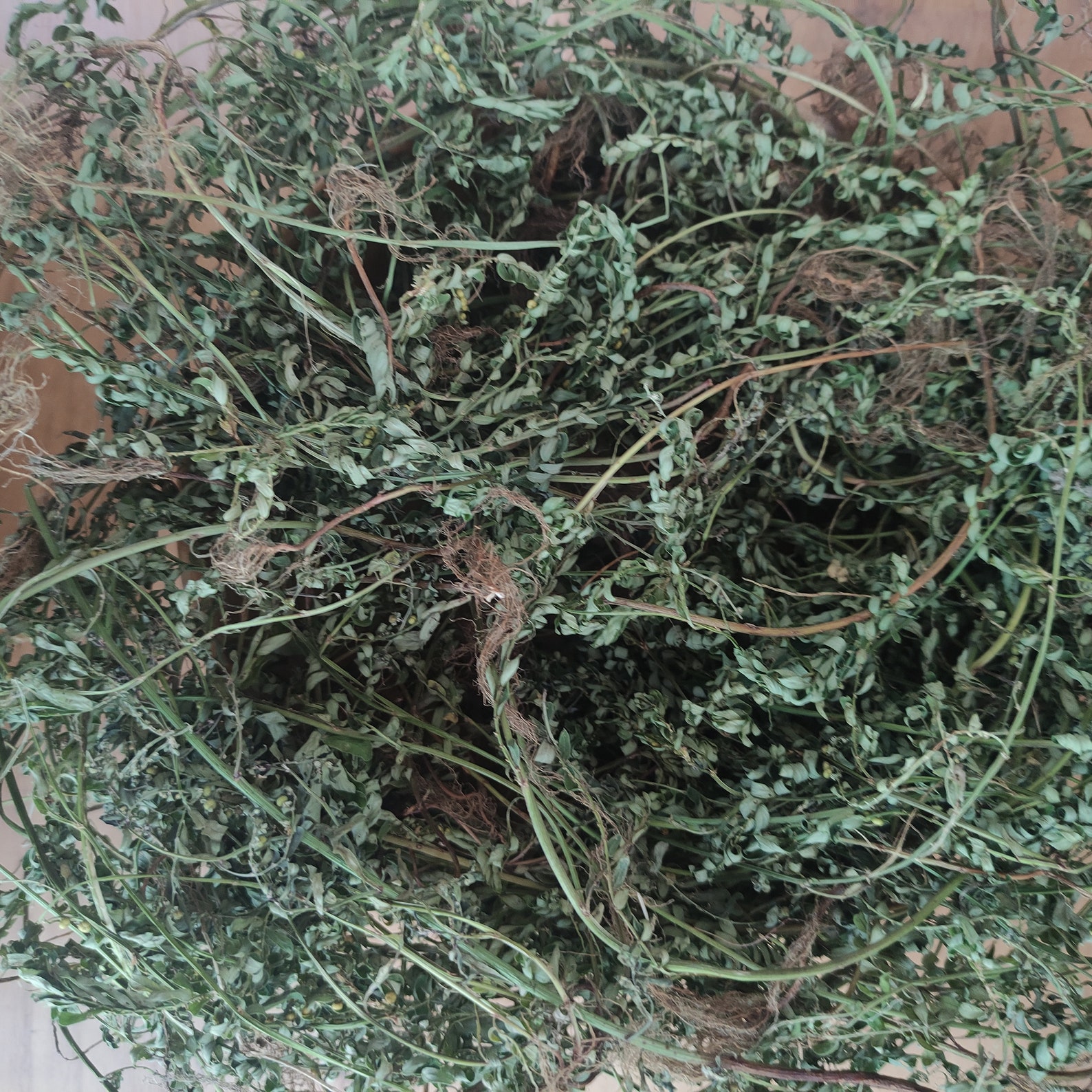 Chanca Piedra, Stone Breaker Phylanthus Niruri Freshly Dried Whole ...