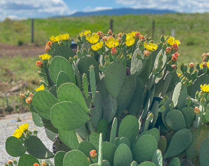 Spineless Prickly Pear Cactus (1 PAD) / Winter Hardy / Freshly Cut ...