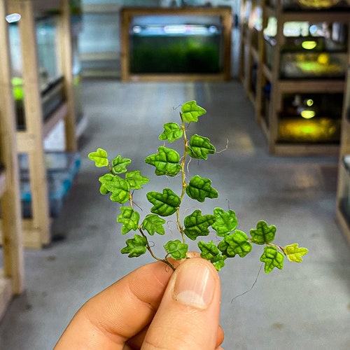 Ficus Pumila creeping Fig Dart Frog VIVARIUM / Terrarium - Etsy