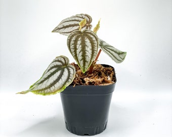 Peperomia Eburnea (2.5" Pot) / Rare Peperomia / Terrarium Plant / Dart ...
