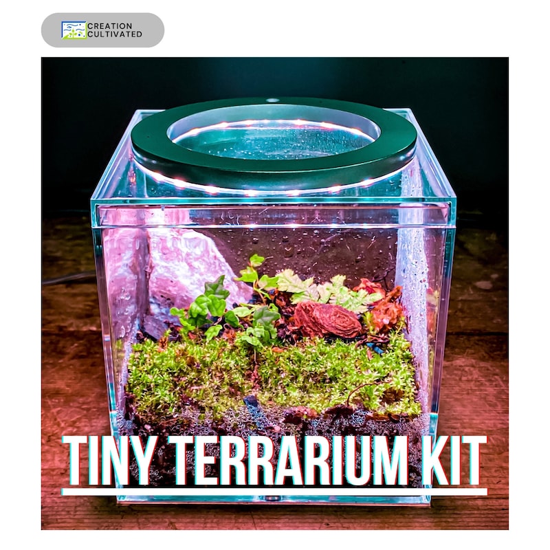Terrarium Kit - Etsy
