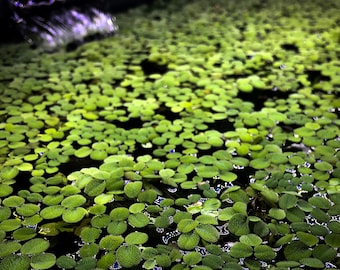 Salvinia Minima | Water Spangles | Pond Plants | Floating Plants ...