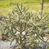 Spineless Prickly Pear Cactus (1 PAD) / Winter Hardy / Freshly Cut ...