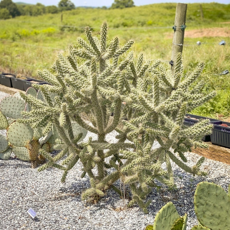 Cactus Cutting - Etsy