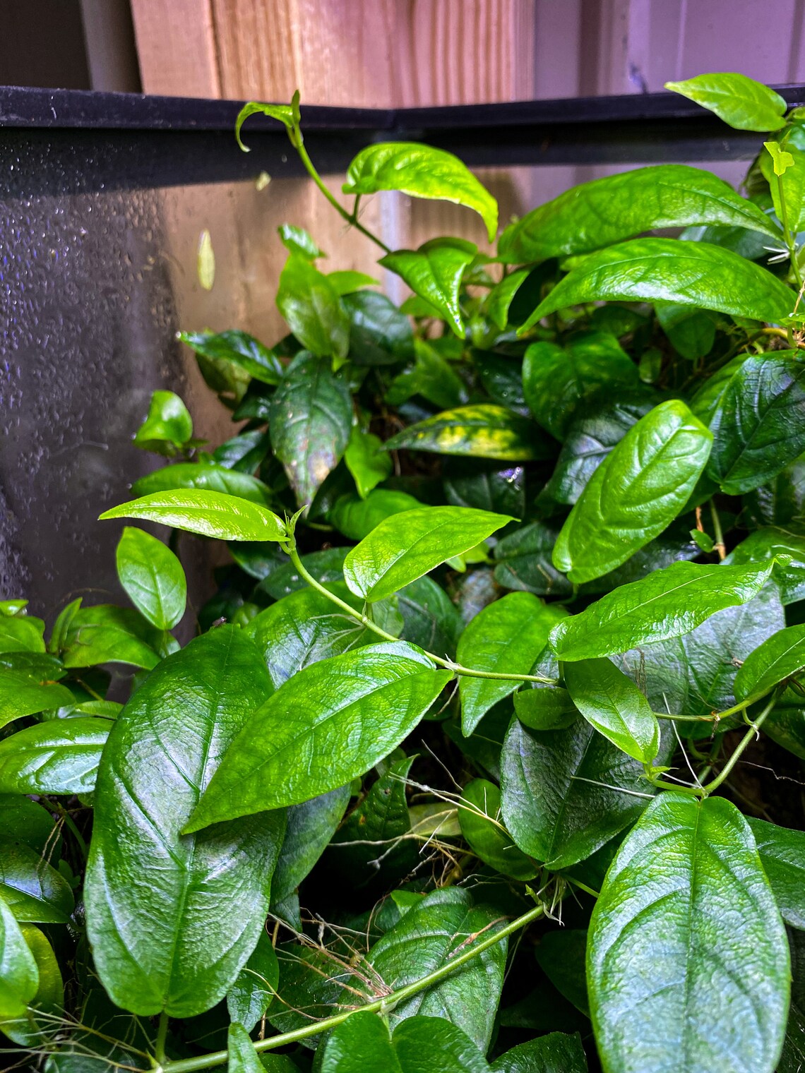 Ficus Radicans - Dart Frog VIVARIUM / Terrarium Plant - Stem Cutting - Etsy