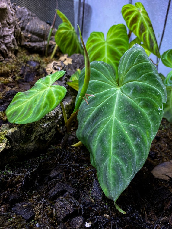 Dart Frog Vivarium Plants