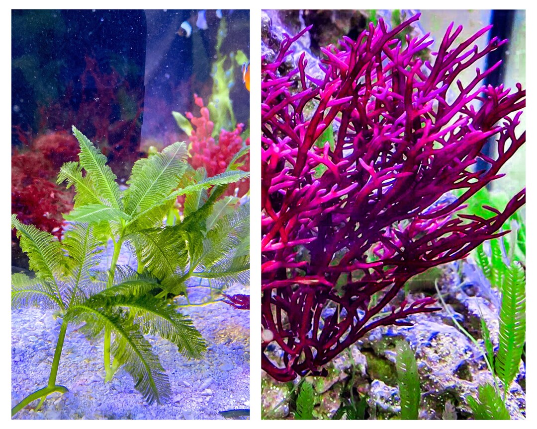 Macroalgae Sampler Pack red Bush Gracilaria Palm Tree - Etsy