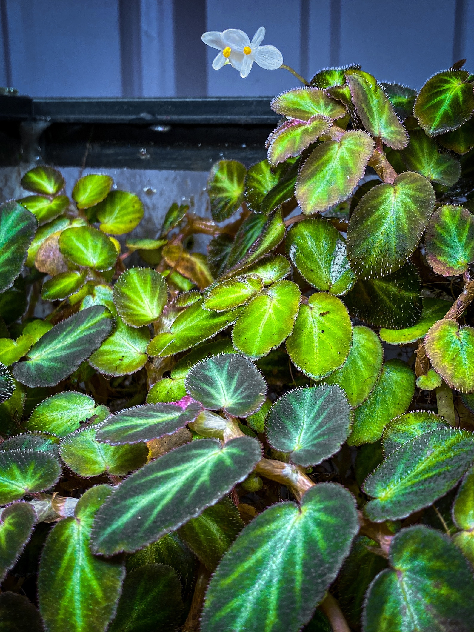 Begonia Thelmae Dart Frog VIVARIUM / Terrarium Plant Stem | Etsy