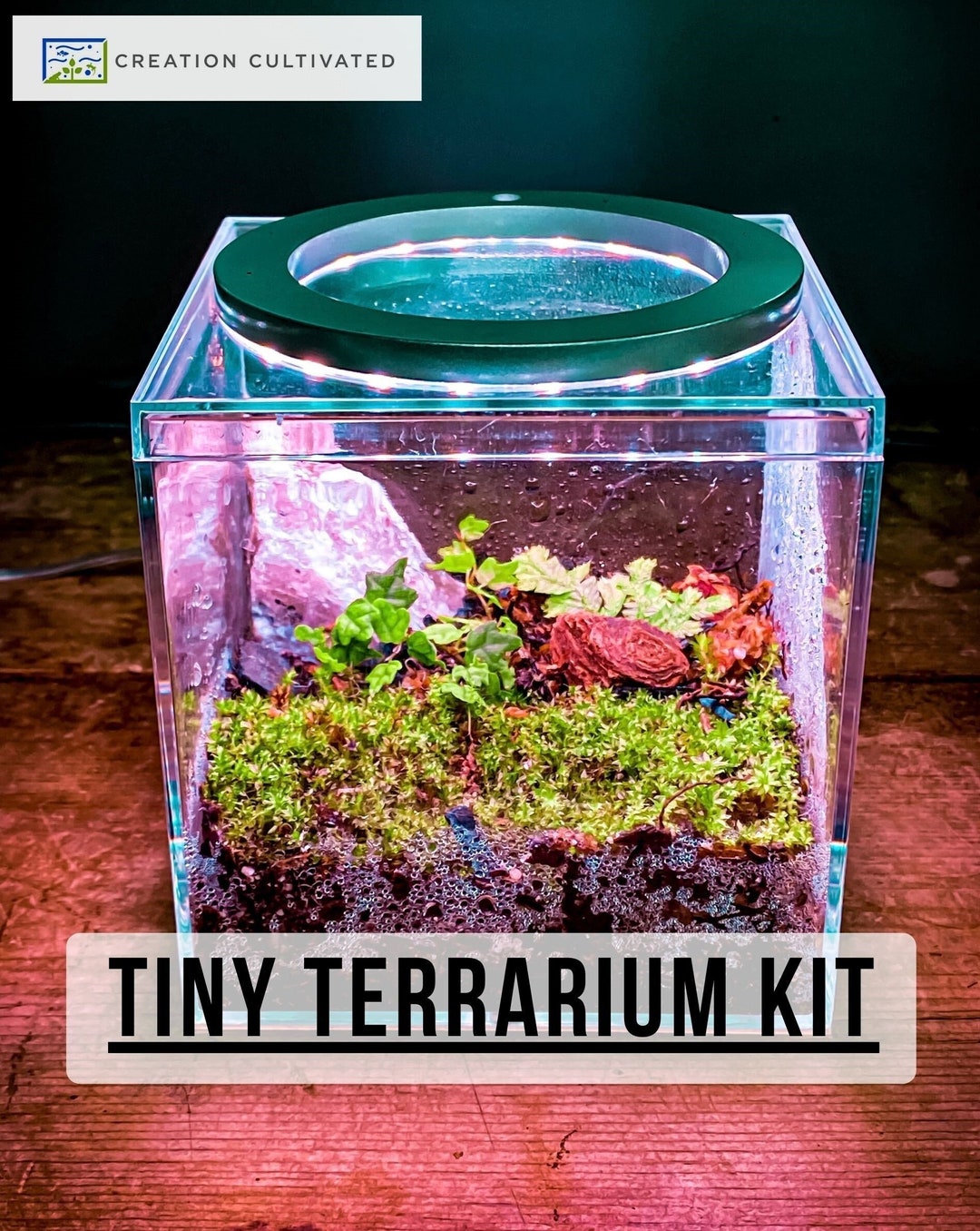 The Tiny Terrarium Kit / DIY Mini Bioactive Enclosure With - Etsy