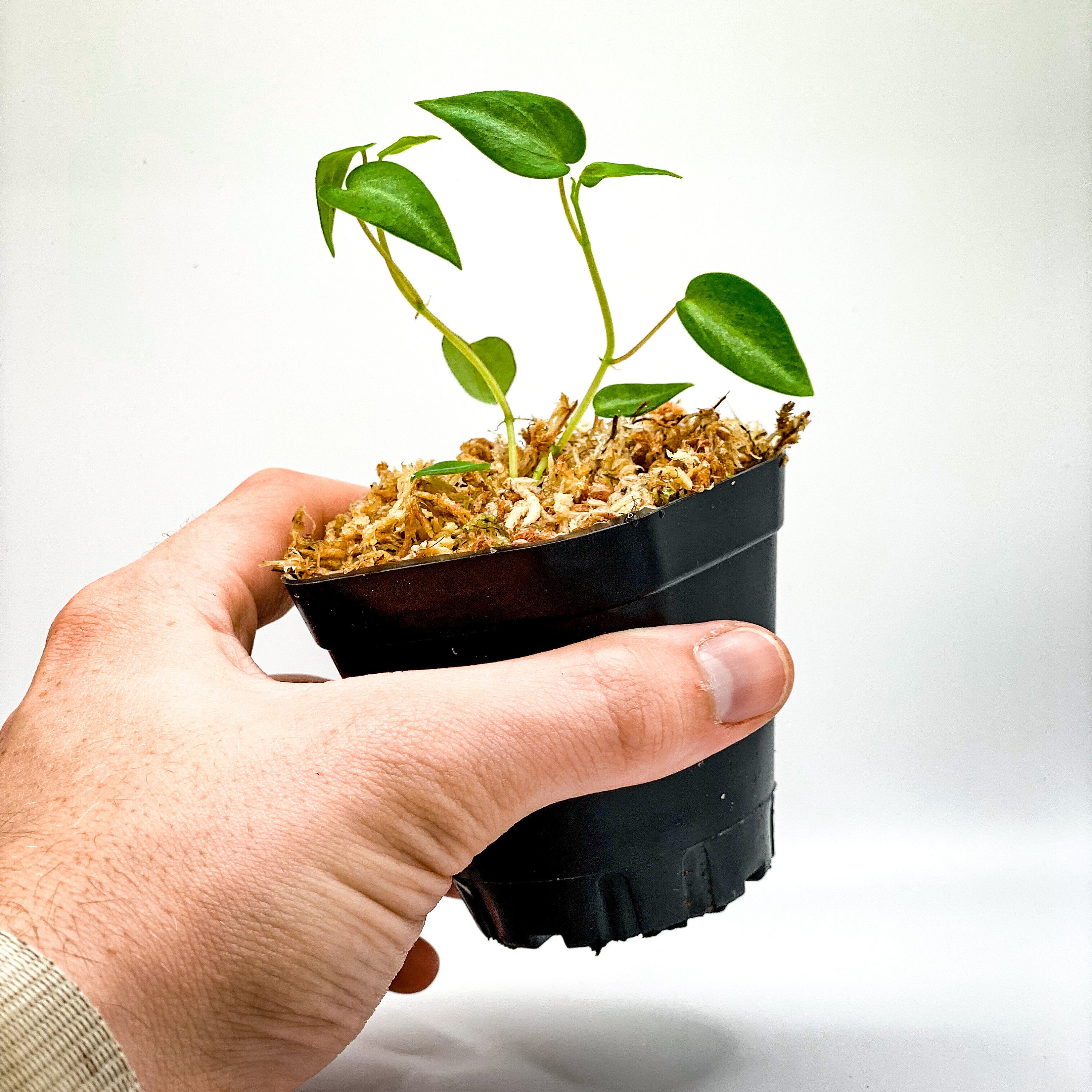 Peperomia Eburnea 2.5 Pot / Rare Peperomia / Terrarium - Etsy