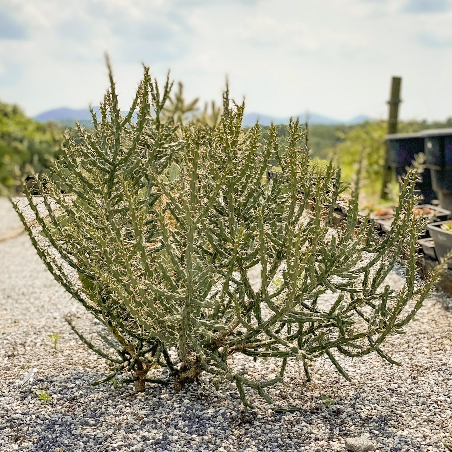 Christmas Cholla