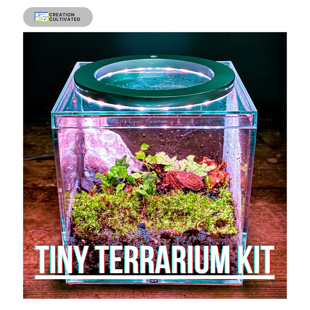 The Tiny Terrarium Kit / DIY Mini Bioactive Enclosure With Live Plants ...