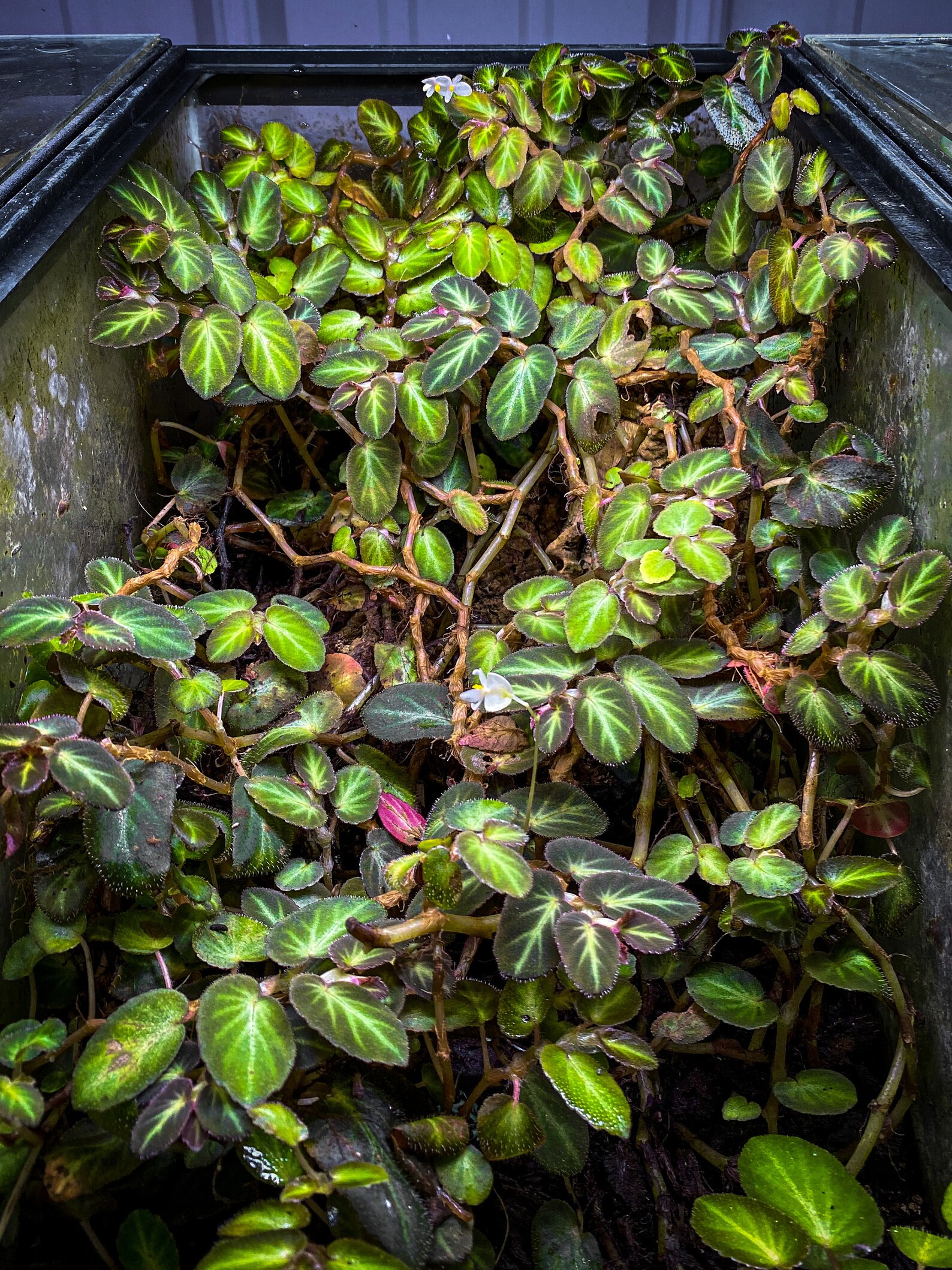 Begonia Thelmae Dart Frog VIVARIUM / Terrarium Plant Stem | Etsy
