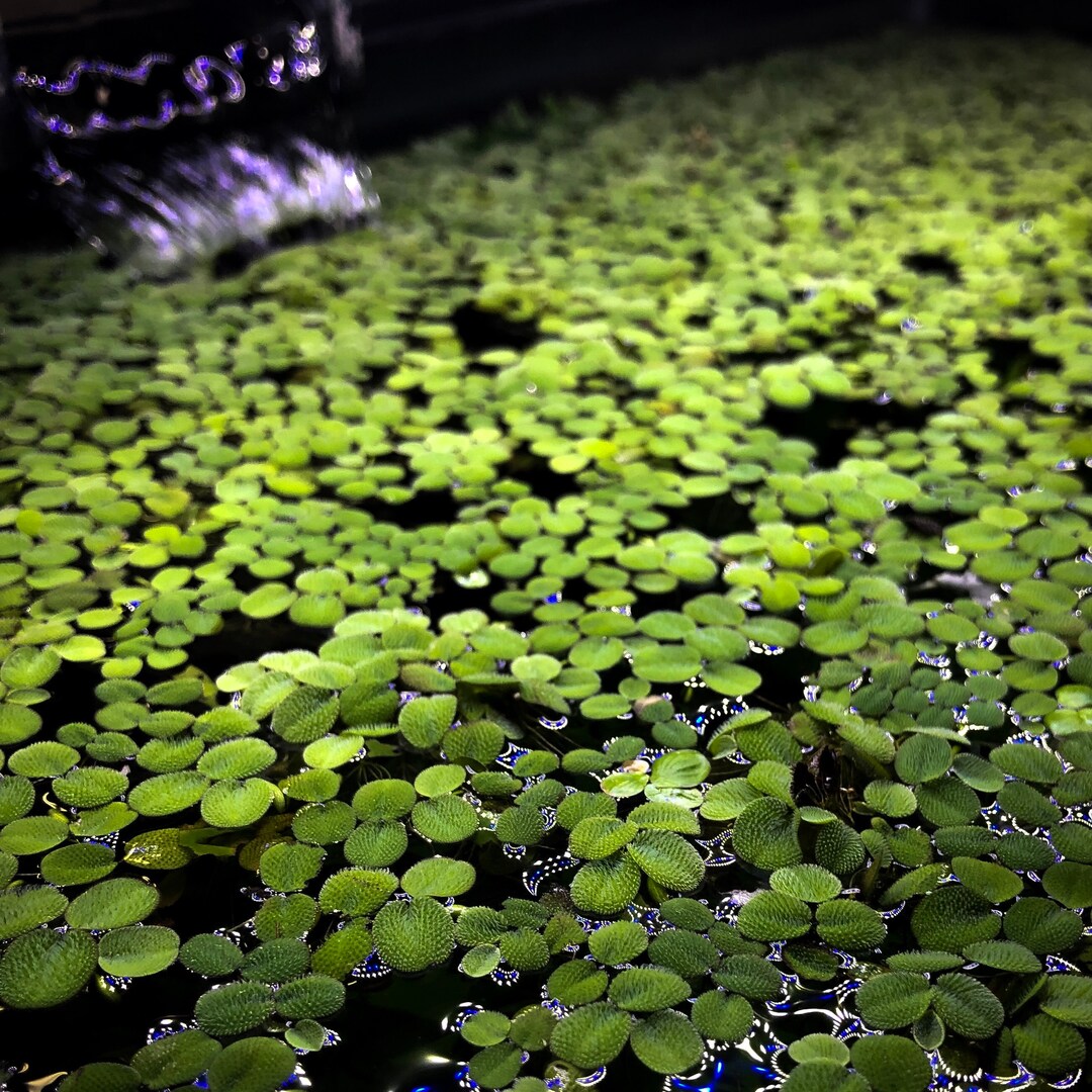 Water Spangle (salvinia Minima) - Live Floating Pond/aquarium Plant - Etsy