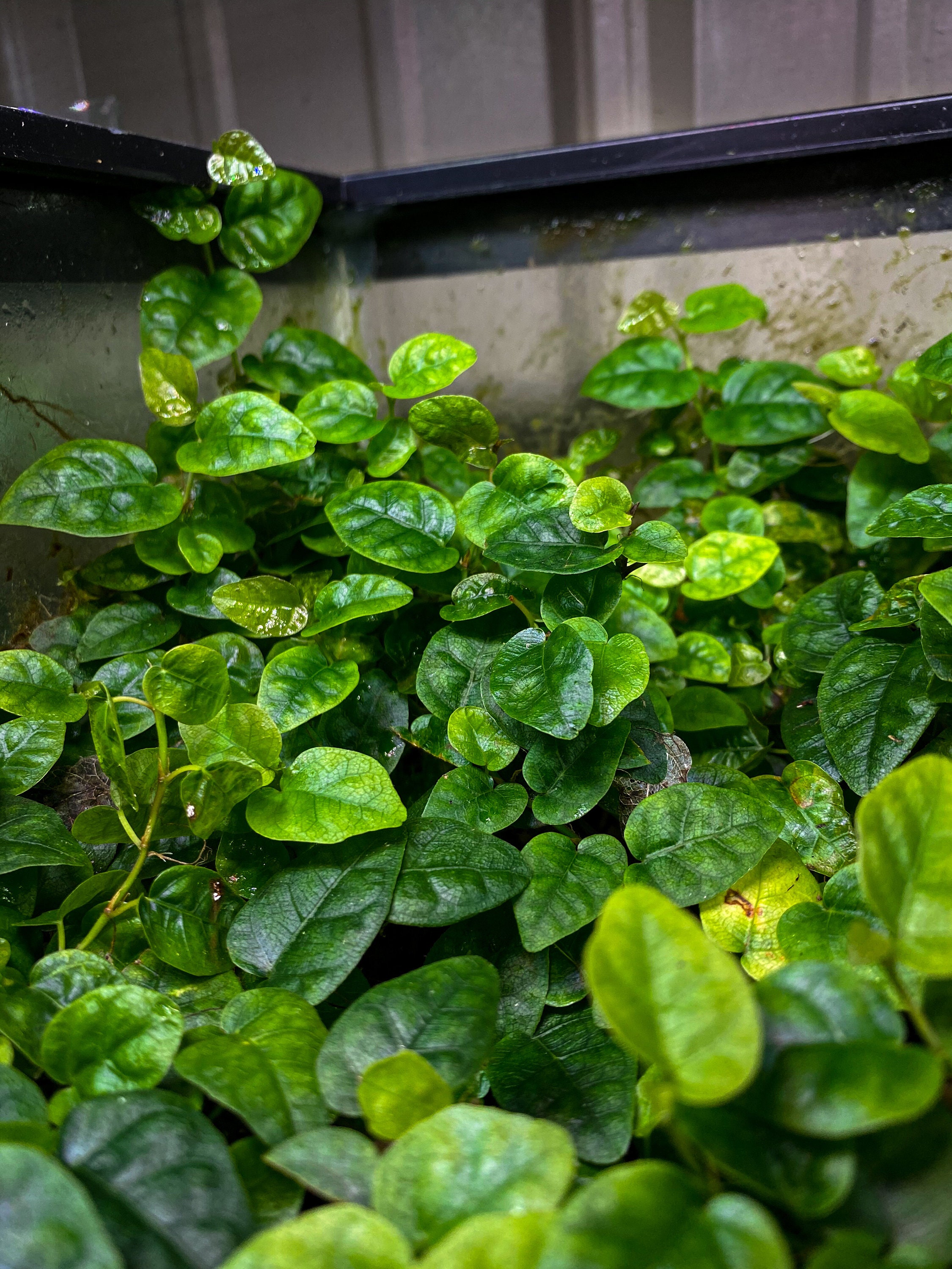 Ficus Pumila creeping Fig Dart Frog VIVARIUM / Terrarium | Etsy
