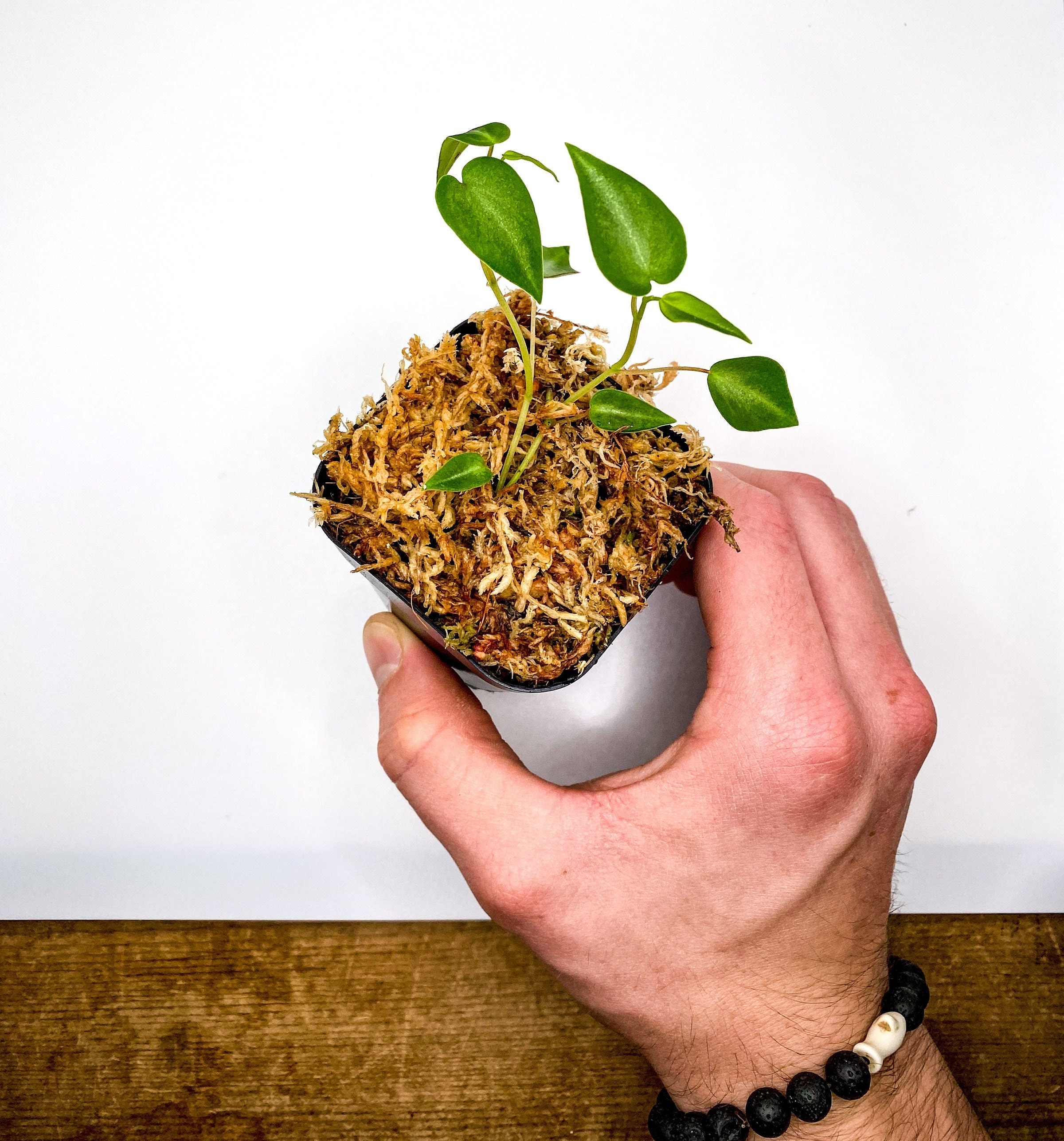 Peperomia Eburnea 2.5 Pot / Rare Peperomia / Terrarium - Etsy