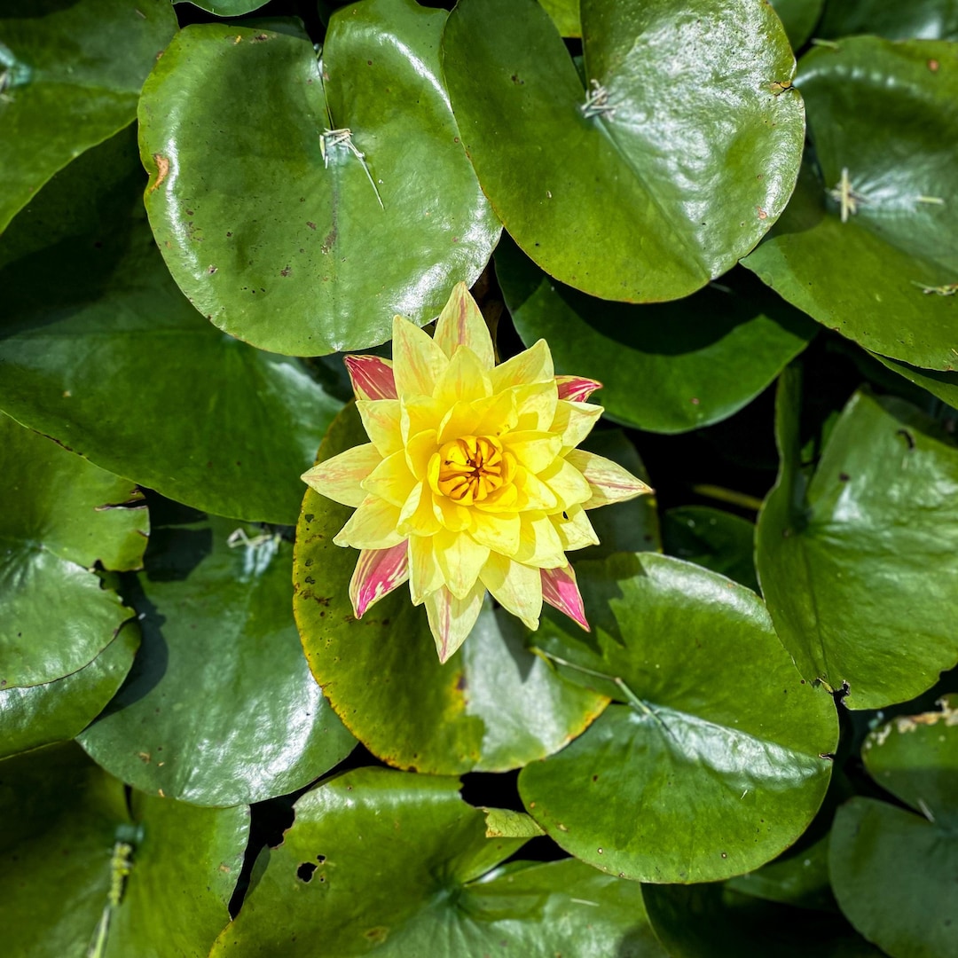 Nymphaea "lava Walk" Water Lily [sprouted Tuber - Rhizome] Yellow ...