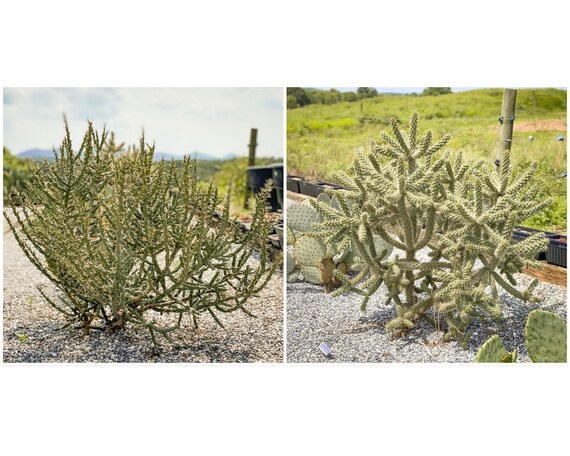 Pencil Cholla