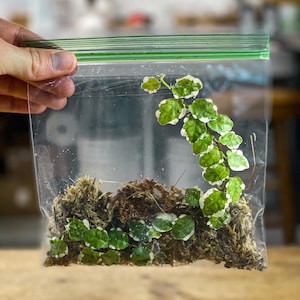 Live Tropical Plant Cuttings (8 Pack) / Assorted Variety Pack / RARE to ...