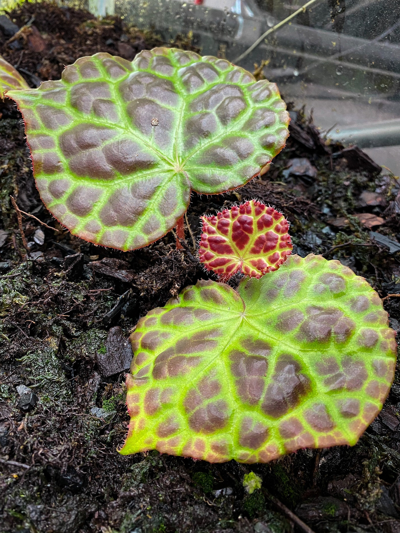 Begonia rajah Rana dardo VIVARIUM / Planta de terrario - Etsy España