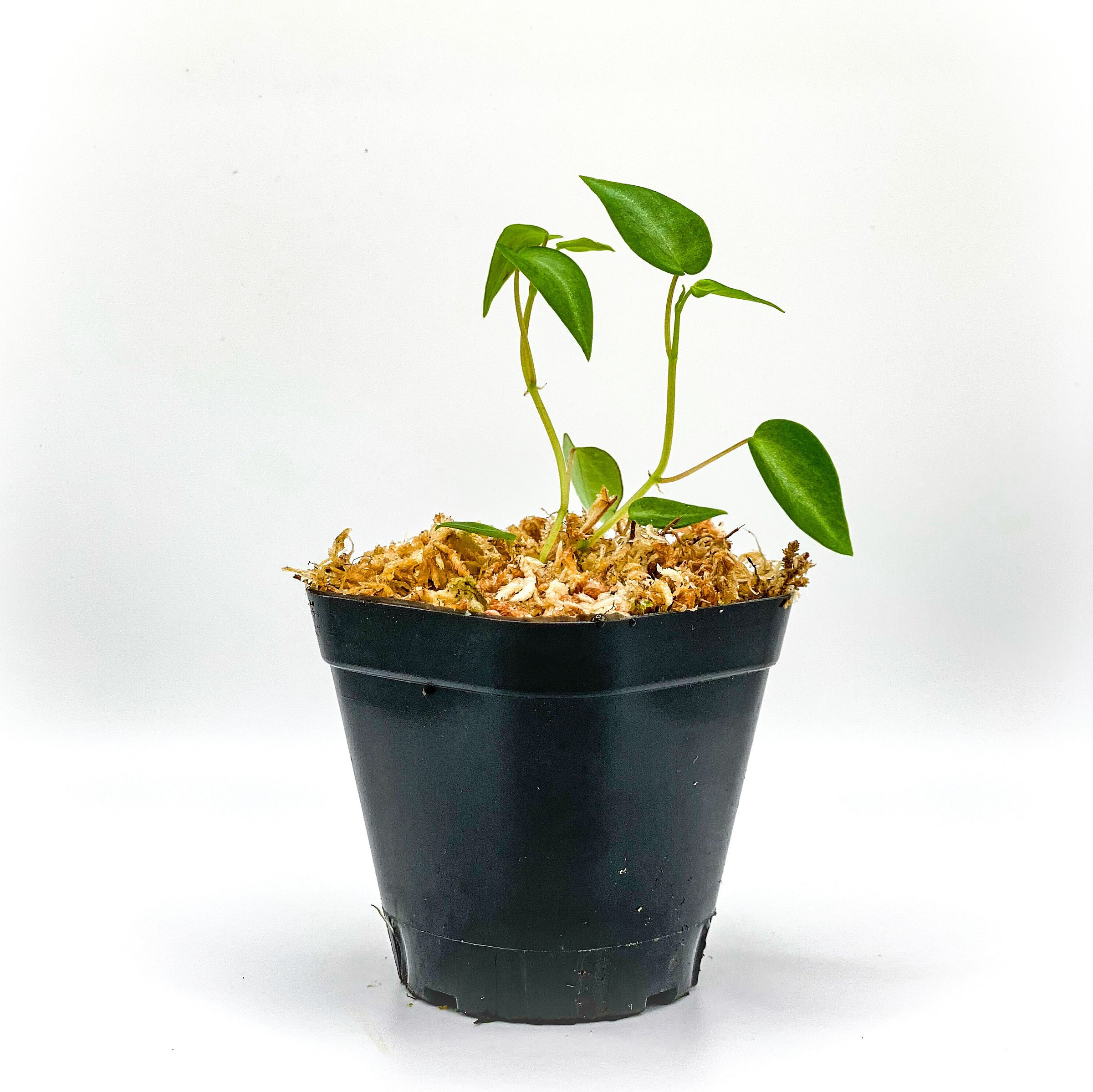 Peperomia Eburnea 2.5 Pot / Rare Peperomia / Terrarium - Etsy