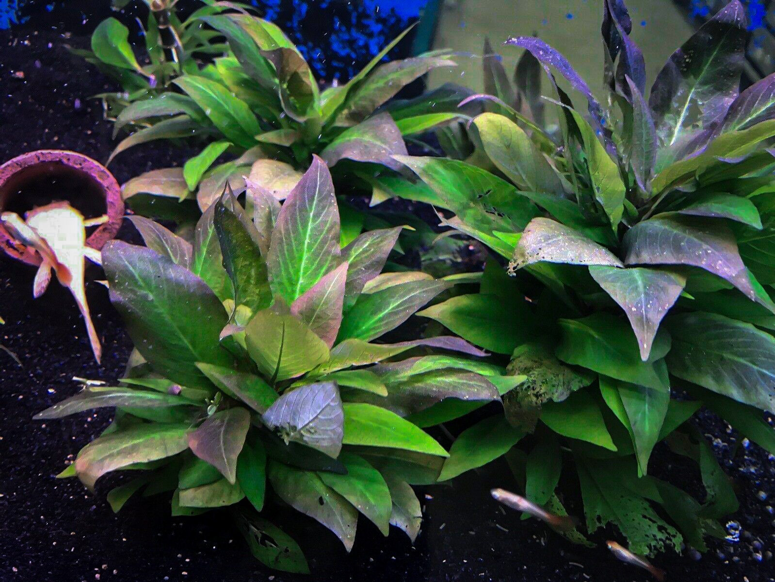 Hygrophila Corymbosa Compact