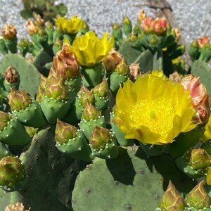 Spineless Prickly Pear Cactus (1 PAD) / Winter Hardy / Freshly Cut ...