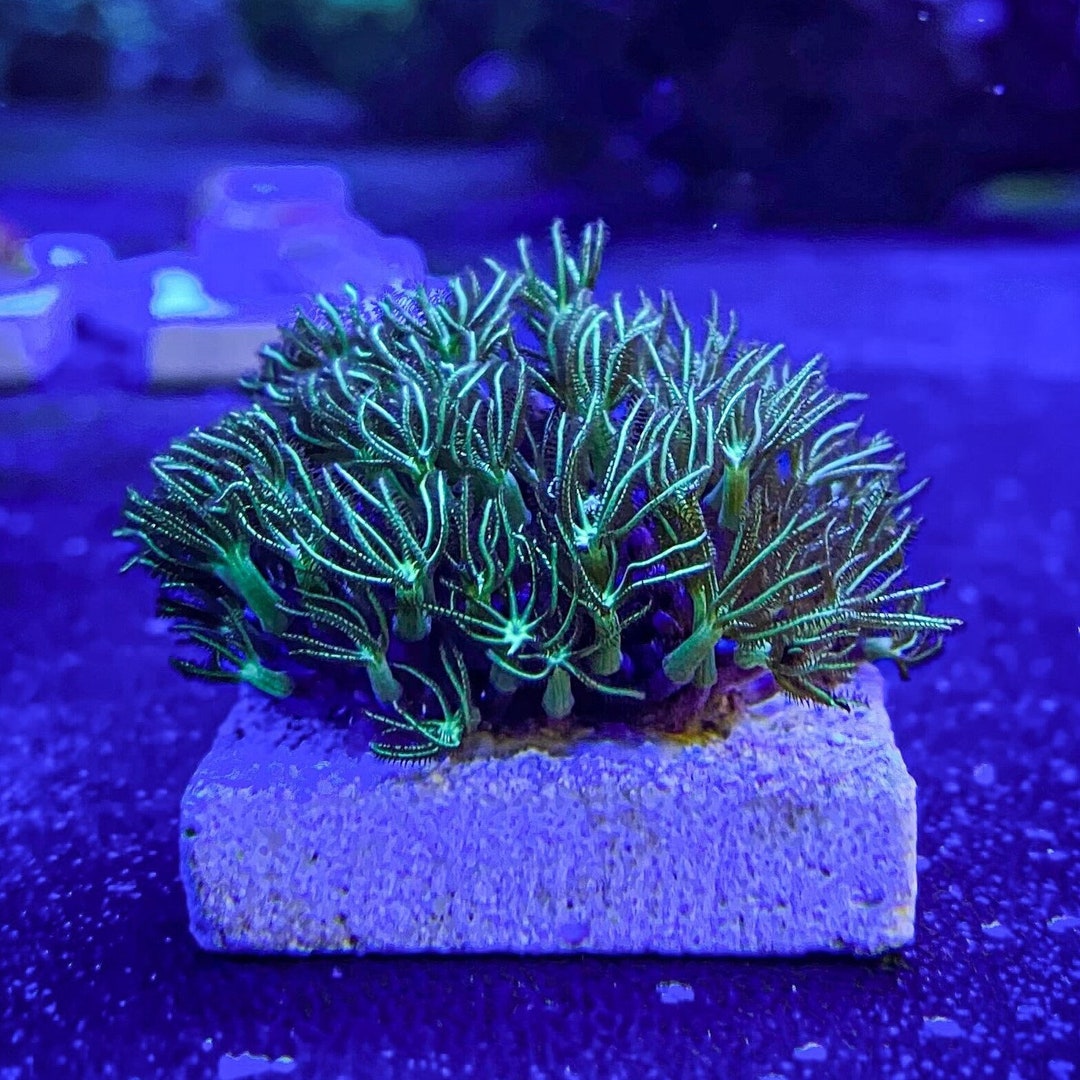 Green Star Polyps Corals | Green Star Polyp Soft Coral – NHMRJ