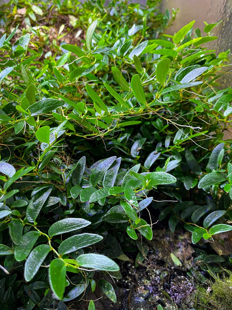Ficus panama Dart Frog VIVARIUM / Terrarium Plants Stem | Etsy