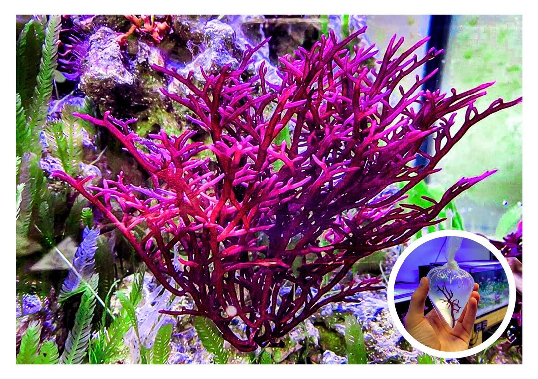 Red Bush Macroalgae 2 Frag / Red Gracilaria / Live - Etsy